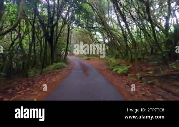 Woods forest road in personal walking perspective. People walk in ...