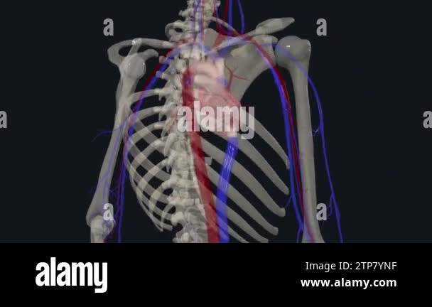 the axillary vein is a large blood vessel that conveys blood from the ...