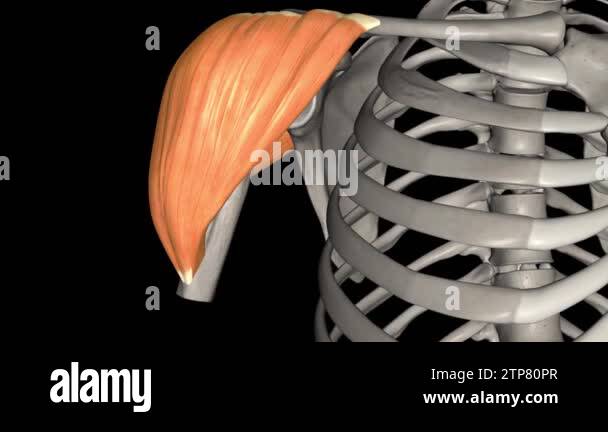 The Deltoid muscle is a large triangular-shaped muscle that lies over ...