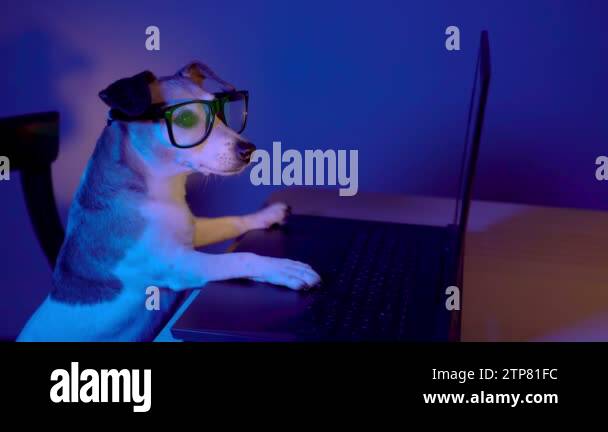 Smart dog with glasses and computer attentively following the screen of ...
