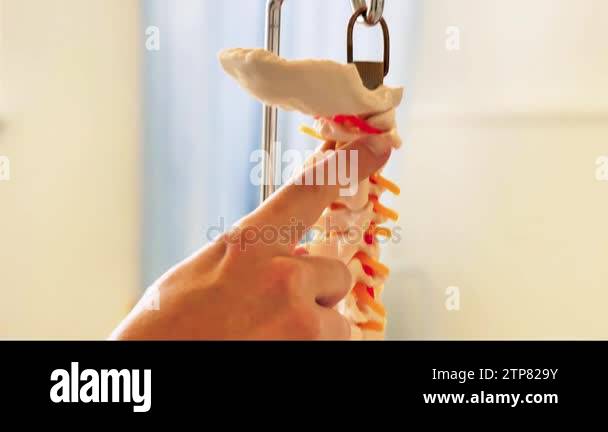 Medical doctor showing model of the spine. Backbone with vertebrae ...