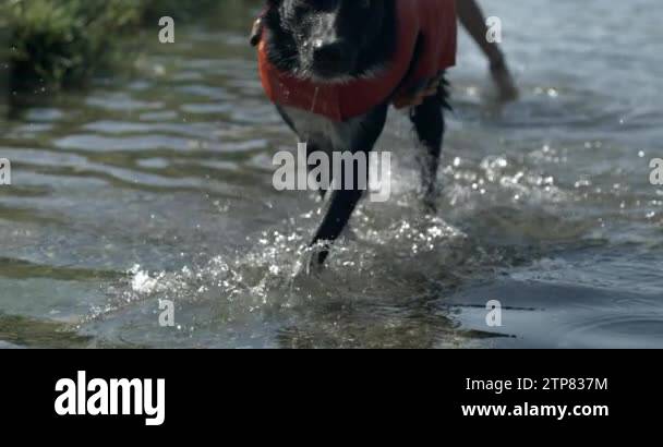 Canine Feet Strolling Along Lake Shore at 800fps, Dog Paws Treading ...