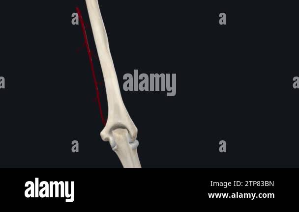 The brachial artery is the extension of the axillary artery starting at ...