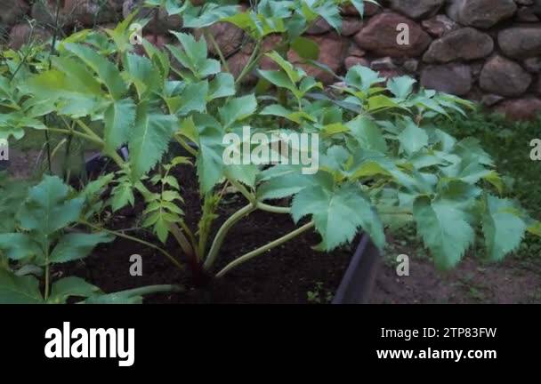 Garden angelica (Angelica archangelica) is commonly cultivated as a ...