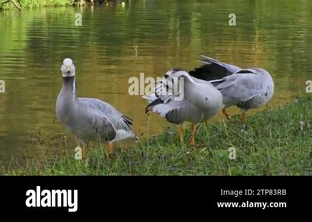 The bar-headed goose, Anser indicus is a goose that breeds in Central ...