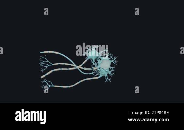Nerve cell body Stock Videos & Footage - HD and 4K Video Clips - Alamy