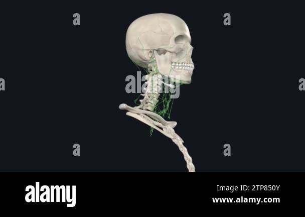 Cervical lymph nodes are small structures in the back and sides of the ...