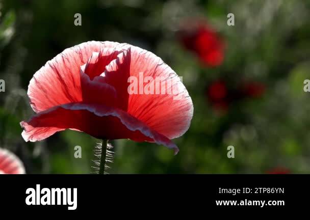 Another poppy bud.Green poppy buds. Poppy Idyll.In the garden blossom ...