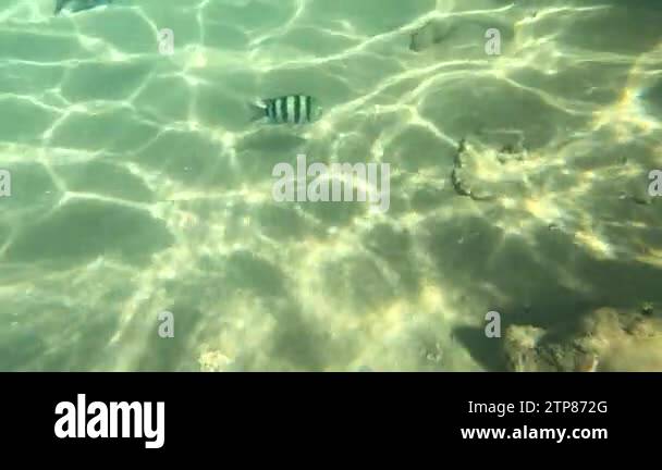 Beautiful underwater scenery with various types of fish and coral reefs ...