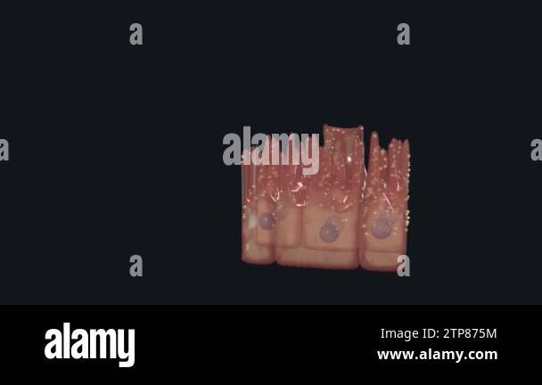 Retinal pigment epithelium (RPE) is formed from a single layer of ...