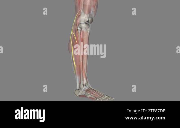 The lateral sural cutaneous nerve of the lumbosacral plexus supplies ...