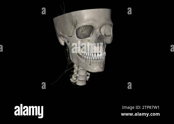 The nerves of the head and neck include the most vital and important ...