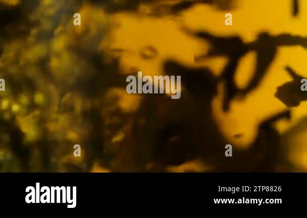 Tea floating in boiled water. Macro. Boiling water poured into a kettle ...