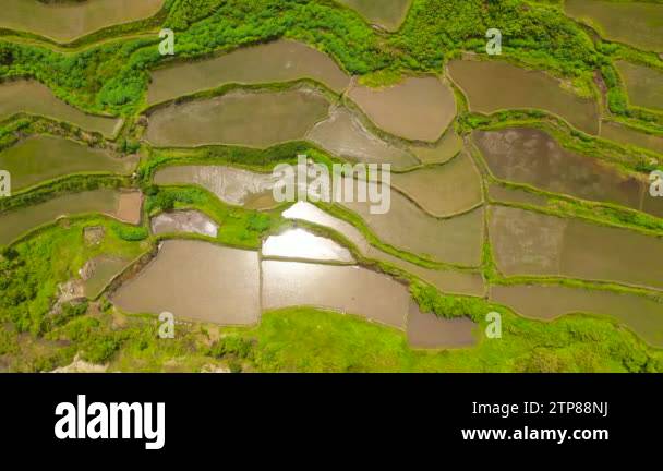 Rice terraces with growing plants in the water. Philippines, Luzon ...
