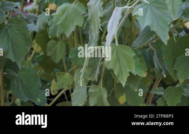 Common marsh mallow althaea officinalis Stock Videos & Footage - HD and ...