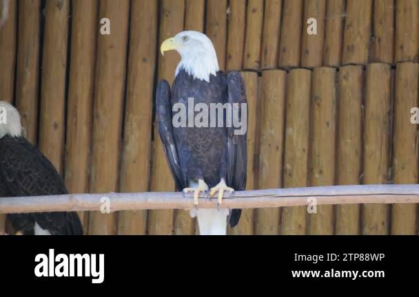 The bald eagle is a large predatory bird of the hawk family that lives ...