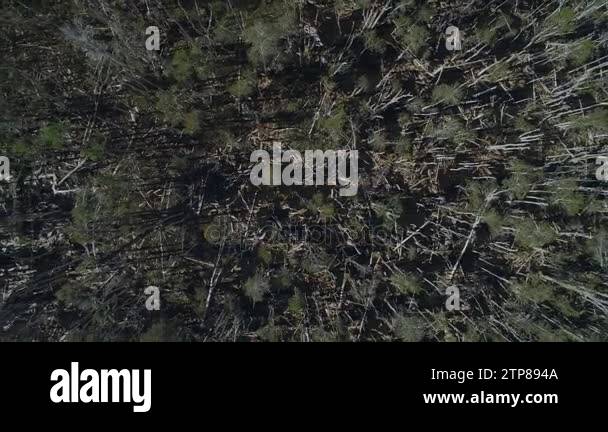 Forest destroyed by storm Stock Videos & Footage - HD and 4K Video ...