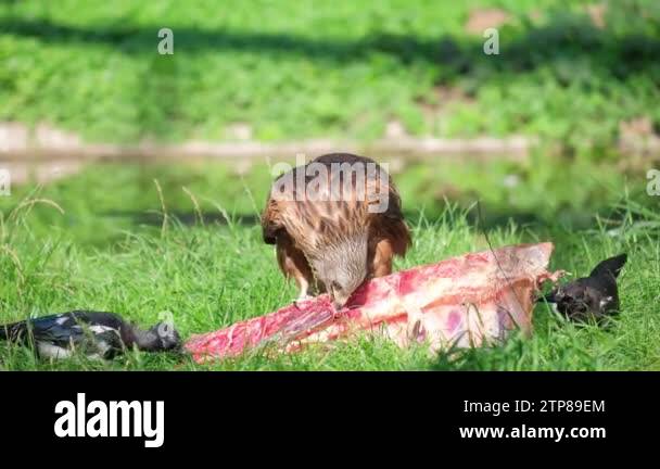 Meat birds Stock Videos & Footage - HD and 4K Video Clips - Alamy