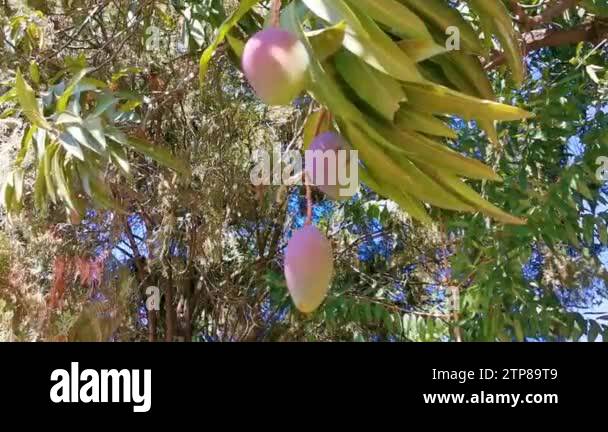 Green and yellow mangoes ripen and hang on mango tree in tropical ...