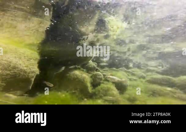 underwater view with small fish swimming among the mossy river bottom ...