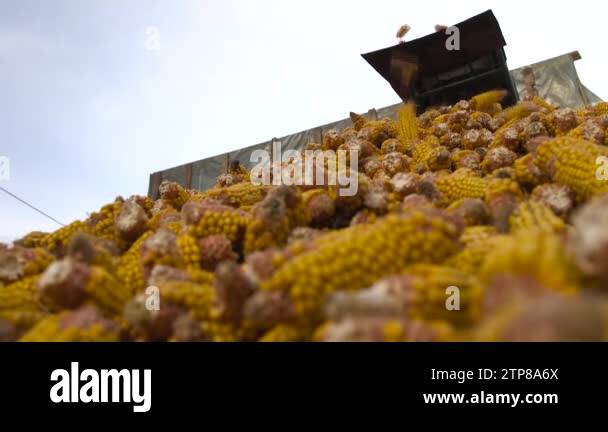 Transport corn Stock Videos & Footage - HD and 4K Video Clips - Alamy