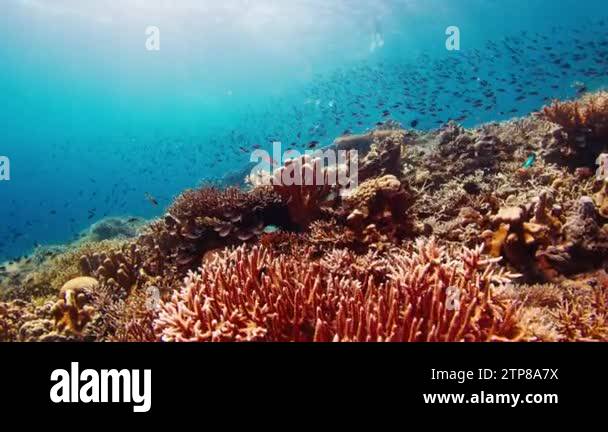 Freediving on the reef with fish. Freediver glides underwater and ...