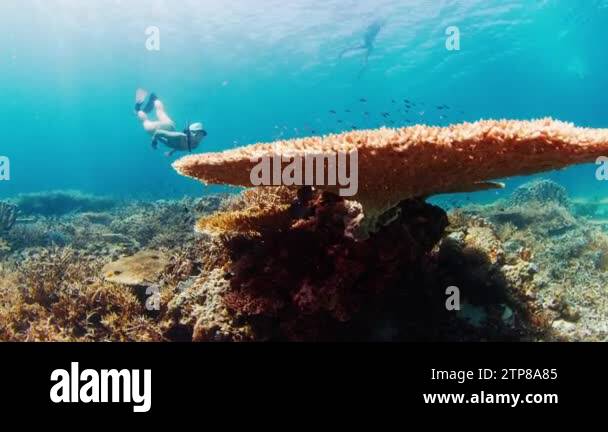 Freediving on the reef with fish. Woman freediver glides underwater and ...