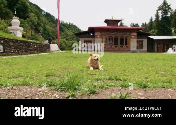 Cute monastery Stock Videos & Footage - HD and 4K Video Clips - Alamy
