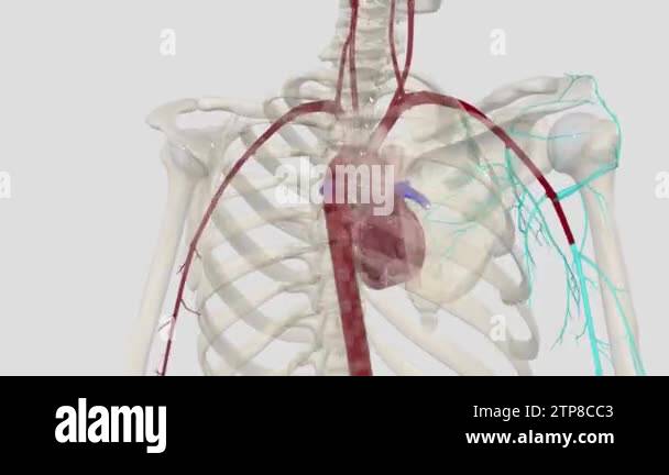 The axillary artery is a large muscular vessel that travels through the ...