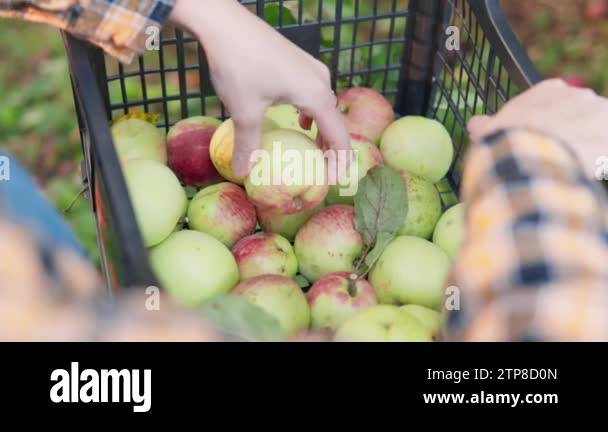 Farm labor: apples from the apple tree straight to the box. By the ...