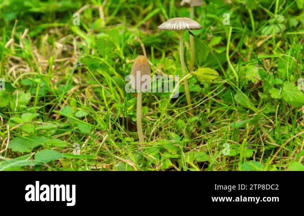 Timelapse, poison grebe mushrooms grow in grass and wither, Mycena ...