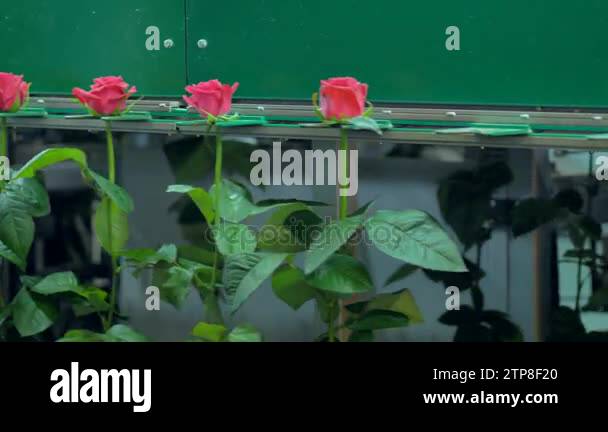 Bright pink roses moving on processing line carousel at flower factory ...