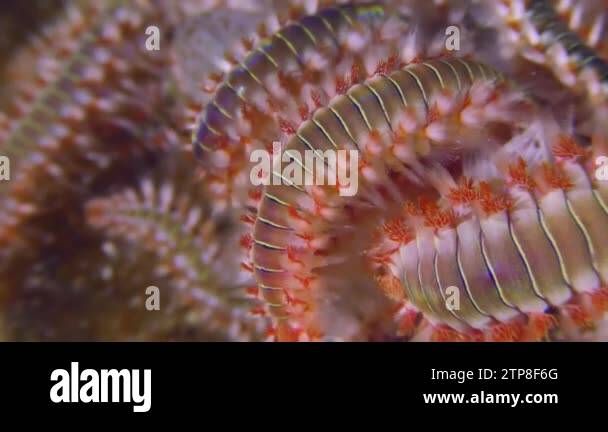 Undersea scene: Mass of Bearded fireworm (Hermodice carunculata) on ...