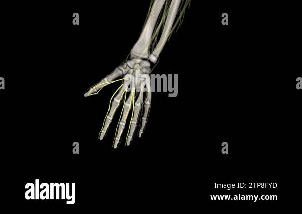 Proper palmar digital nerves of the median nerve Stock Video Footage ...