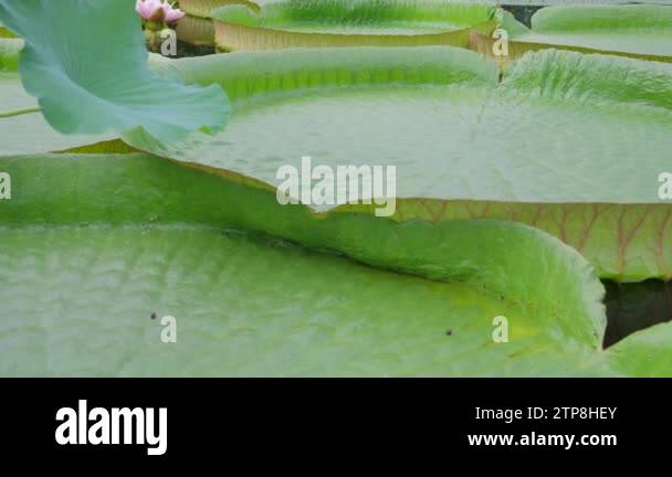 Amazonian Victoria is one of the types of flowering plants, the largest ...