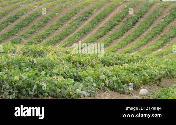 Plantation agricole Stock Videos & Footage - HD and 4K Video Clips - Alamy