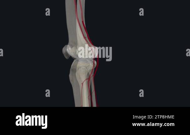 popliteal artery is located behind your knee and runs behind your knee ...