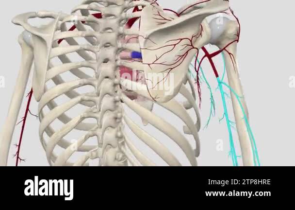 The thoracoacromial artery gives off four branches to supply the ...