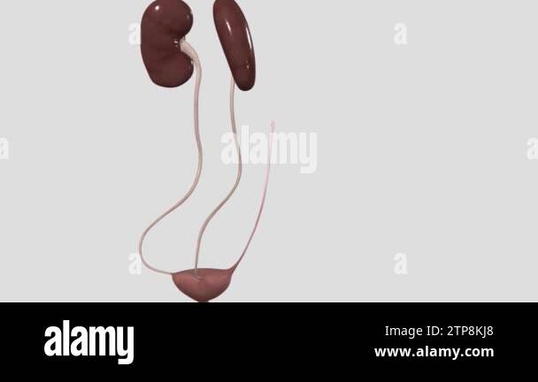 The urinary bladder is a temporary storage reservoir for urine. It is ...