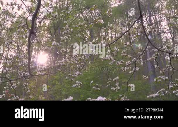 Asheville flower garden Stock Videos & Footage - HD and 4K Video Clips ...