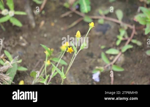 Acmella paniculata (Jotang, getang, gulang, egetan, srunen, seruni sapi ...