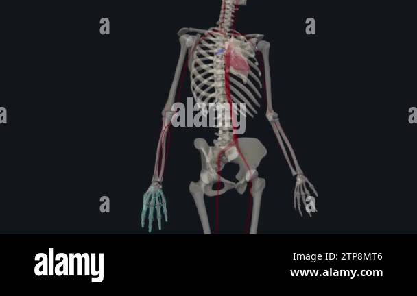 Forearm. Radial Artery The radial artery is one of two major blood ...