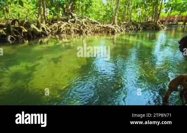 .A stream of clear green water flows through the trees with amazing ...
