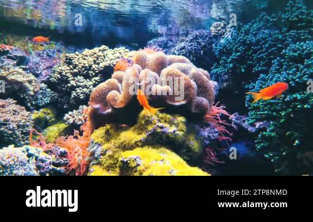 The marine life of tropical fish. Tropical fish reef marine Colourful ...