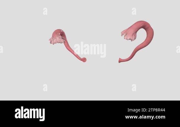 The uterine tubes, also known as oviducts or fallopian tubes, are the ...