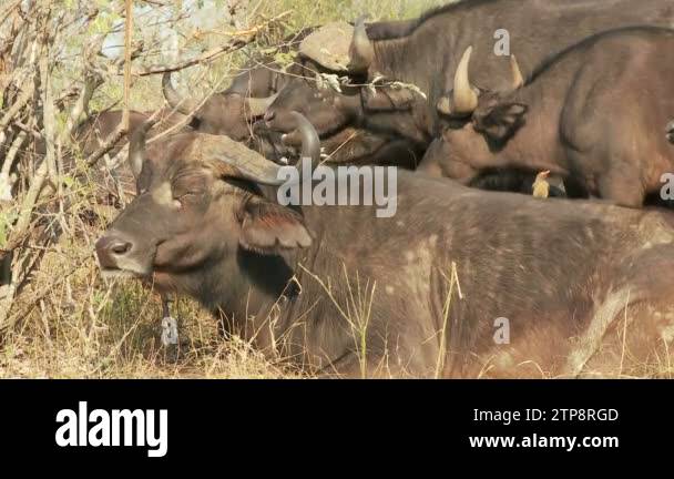 Cape buffalo image Stock Videos & Footage - HD and 4K Video Clips - Alamy