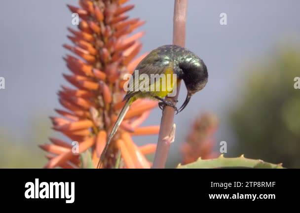 Pollen face Stock Videos & Footage - HD and 4K Video Clips - Alamy