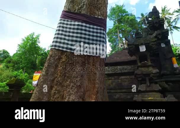 Banyan tree roots bali indonesia Stock Videos & Footage - HD and 4K ...