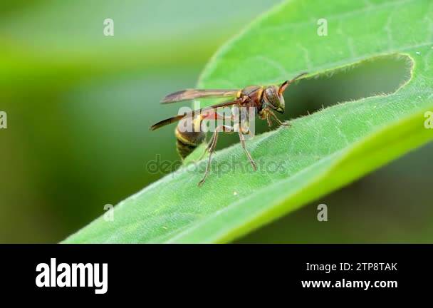 Pest on leaves Stock Videos & Footage - HD and 4K Video Clips - Alamy