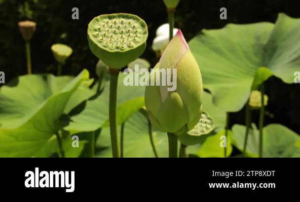 Lotus flower bud closeup Stock Videos & Footage - HD and 4K Video Clips ...